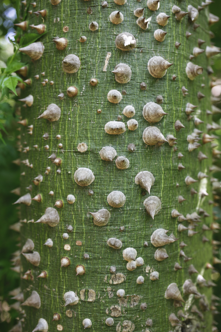 JENNI TOIVONEN — turning light